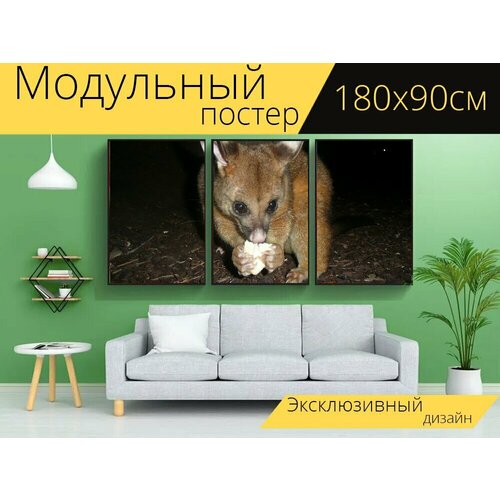Модульный постер "Опоссум, грызун, парк" 180 x 90 см. для интерьера