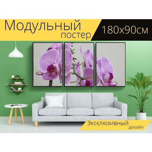 Модульный постер "Фиолетовая орхидея, красивая орхидея, орхидея" 180 x 90 см. для интерьера
