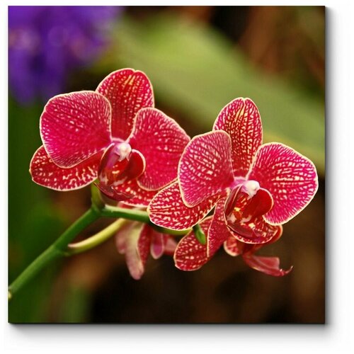 Модульная картина Невероятно красивая тропическая орхидея 50x50