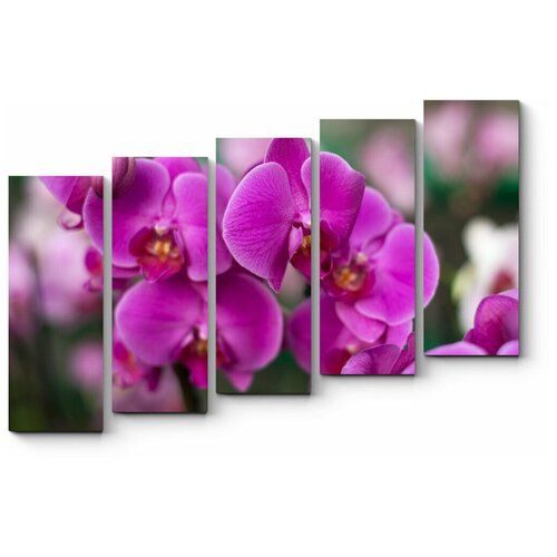 Модульная картина Прекрасные и нежные орхидеи 160x112