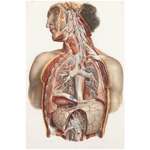 Постер / Плакат / Картина Анатомия - Строение вегетативных нервных сплетений 50х70 см в раме