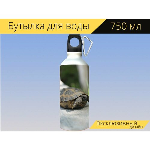 Бутылка фляга для воды "Крупный план, черепаха, рептилии" 750 мл. с карабином и принтом