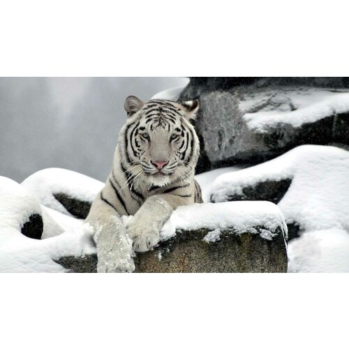 Картина на холсте 60x110 LinxOne "Белый тигр на снегу" интерьерная для дома / на стену / на кухню / с подрамником