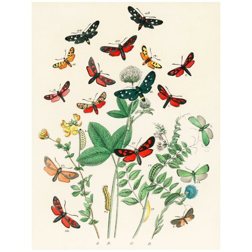 Постер / Плакат / Картина Бабочки - Бабочки на стебельках 40х50 см в подарочном тубусе