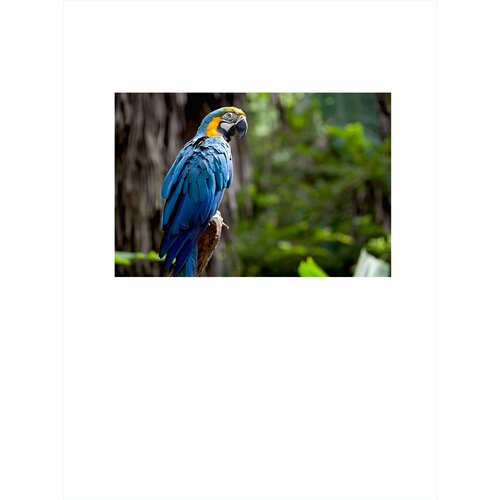 Картина Art IrbisPrint с изображением синего попугая 50 х 70 см натуральный холст на подрамнике