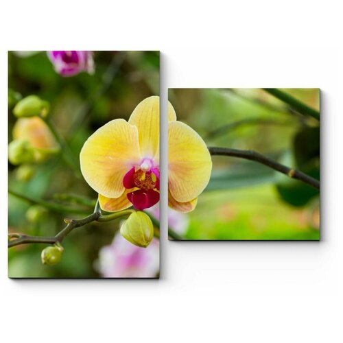 Модульная картина Тропическая орхидея, цветущая в летнем саду 70x53