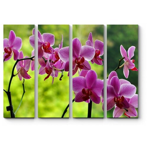 Модульная картина Неподражаемые орхидеи 80x60