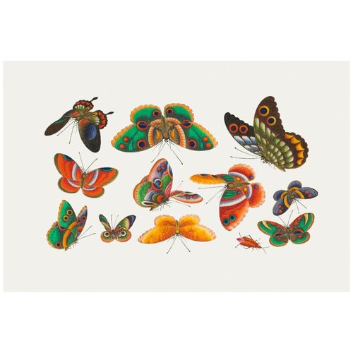 Постер / Плакат / Картина Яркие бабочки 50х70 см в подарочном тубусе