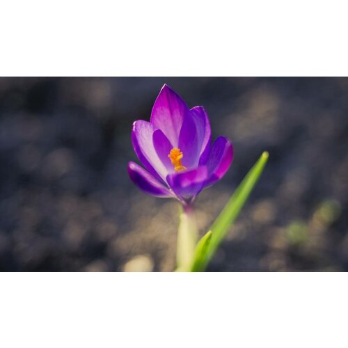 Картина на холсте 60x110 LinxOne "Крокус весна макро цветок" интерьерная для дома / на стену / на кухню / с подрамником