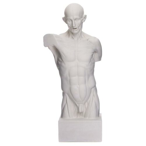 Мастерская Экорше Гипсовая фигура анатомическая: Торс Гудона, 12 х 15 х 48 см