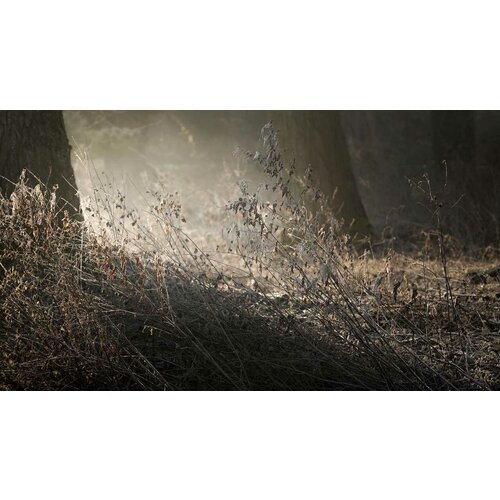 Картина на холсте 60x110 Альянс Лес "Роса Touched сухая трава утро" на подрамнике / интерьер/ декор