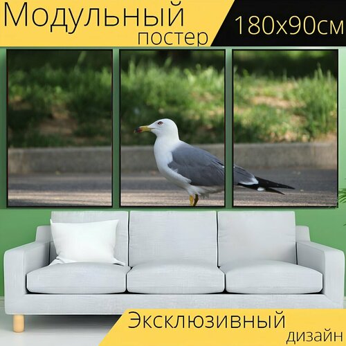 Модульный постер "Чайка, птица, тротуар" 180 x 90 см. для интерьера