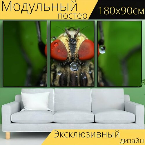 Модульный постер "Комнатная муха, насекомое, роса" 180 x 90 см. для интерьера