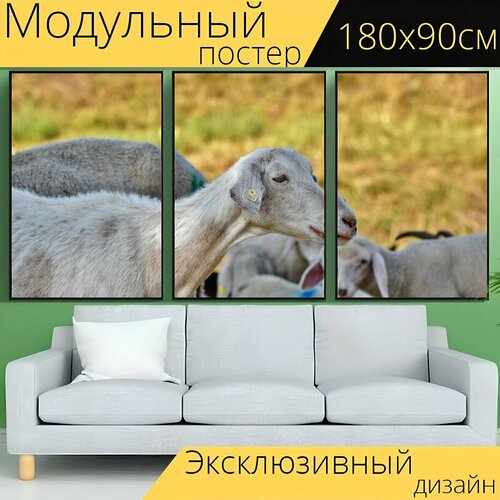 Модульный постер "Козел, сельскохозяйственное животное, домашняя коза" 180 x 90 см. для интерьера
