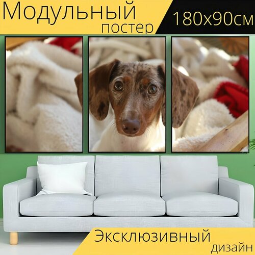 Модульный постер "Мило, собака, животные" 180 x 90 см. для интерьера