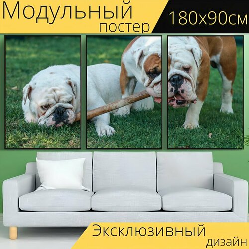 Модульный постер "Английские бульдоги, бульдоги, собаки" 180 x 90 см. для интерьера