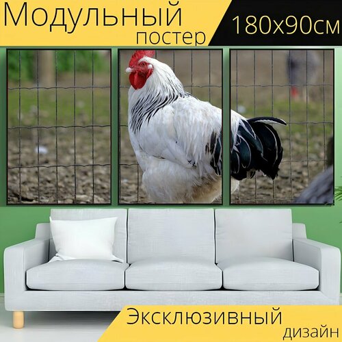 Модульный постер "Курица, петушиный гребень, хахн" 180 x 90 см. для интерьера
