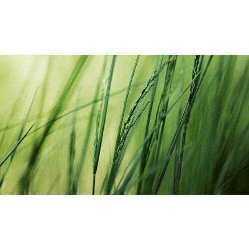 Картина на холсте 60x110 Альянс Лес "Трава зелень" на подрамнике / интерьер/ декор