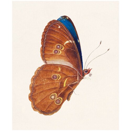 Постер / Плакат / Картина Винтажная коричневая бабочка 40х50 см в подарочном тубусе