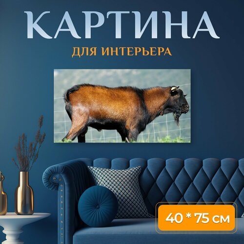 Картина на холсте "Козел, мужчина, животное" на подрамнике 75х40 см. для интерьера