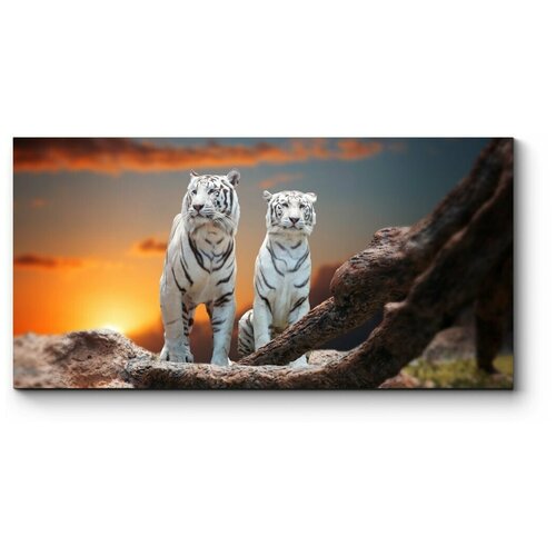 Модульная картина Два белых тигра на закате 70x35
