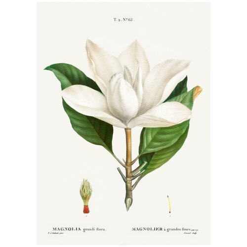 Постер / Плакат / Картина Дикие цветы - Белая Магнолия 40х50 см в подарочном тубусе