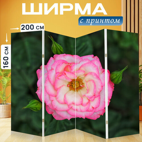Ширма перегородка с принтом "Роза, макрос, цветок" на холсте - 200x160 см. для зонирования, раскладная
