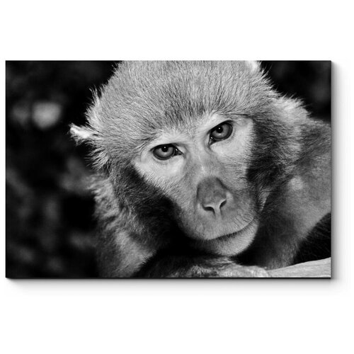 Модульная картина Портрет харизматичной обезьянки 90x60