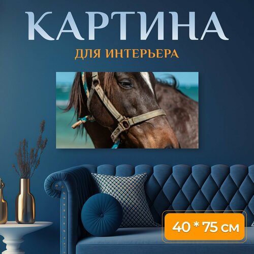 Картина на холсте "Лошадь, профиль, животное" на подрамнике 75х40 см. для интерьера