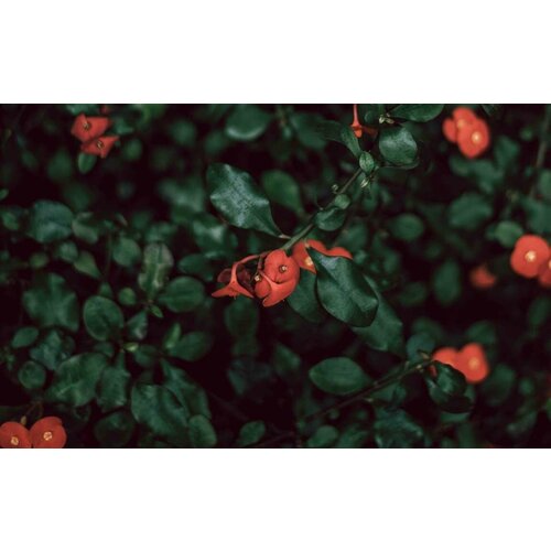 Картина на холсте 60x110 LinxOne "Куст, цветы, красный, растение, макро" интерьерная для дома / на стену / на кухню / с подрамником
