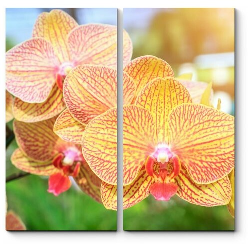 Модульная картина Тайская орхидея 90x90