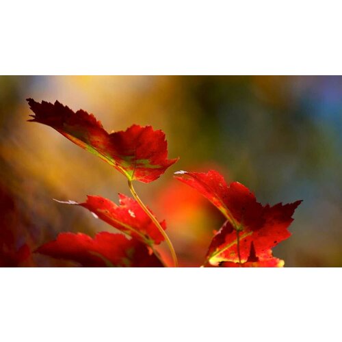 Картина на холсте 60x110 LinxOne "Листья осенние ветка красные" интерьерная для дома / на стену / на кухню / с подрамником