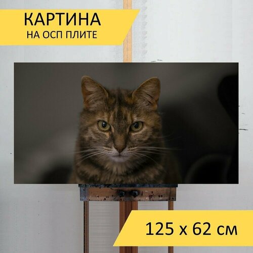 Картина на ОСП 125х62 см. "Милая кошка, животное, котенок" горизонтальная, для интерьера, с креплениями
