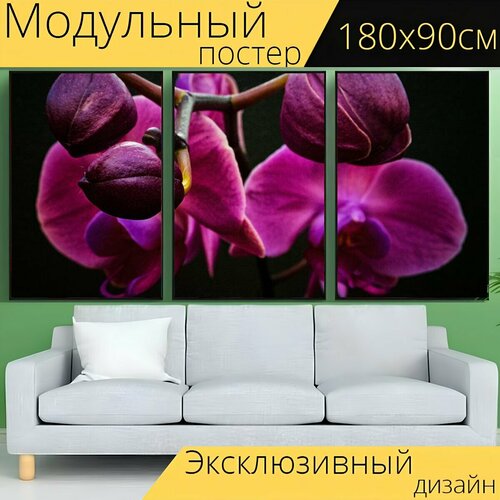 Модульный постер "Орхидея, блум, цвести" 180 x 90 см. для интерьера
