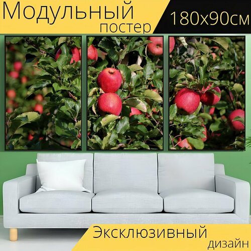 Модульный постер "Яблоня, яблоко, южный тироль" 180 x 90 см. для интерьера