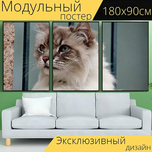 Модульный постер "Кошки, кошки ангорской, кошачьи" 180 x 90 см. для интерьера