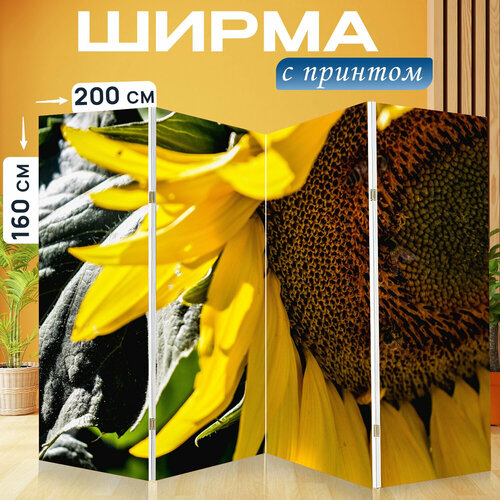 Ширма перегородка с принтом "Подсолнухи, желтый, цветок" на холсте - 200x160 см. для зонирования, раскладная