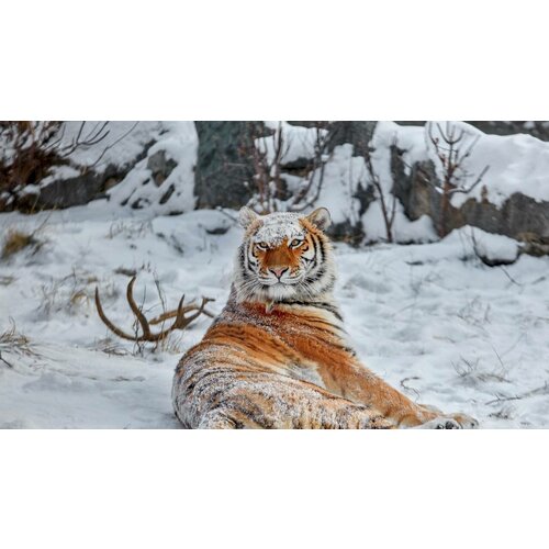 Картина на холсте 60x110 LinxOne "Тигры снег зима тигрица дикая" интерьерная для дома / на стену / на кухню / с подрамником