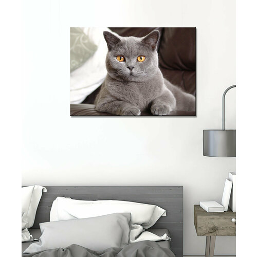Картина - кошка, британская короткошёрстная кошка, домашняя кошка, ласковая кошка, кот (226) 40х60