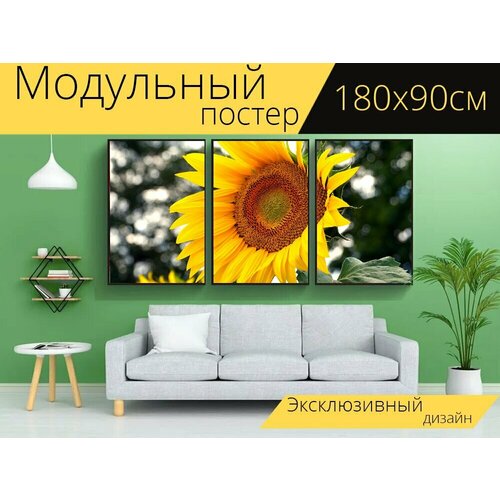 Модульный постер "Подсолнух, желтый, цвести" 180 x 90 см. для интерьера