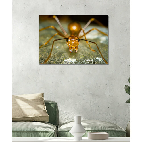 Картина -Муравей, муравей макро, муравей близко (34) 20х30