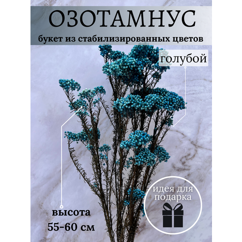 Натуральные сухоцветы озотамнуса (Цвет: голубой)