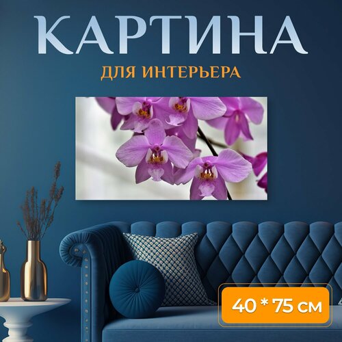 Картина на холсте "Орхидеи, орхидея цветок, цвести" на подрамнике 75х40 см. для интерьера