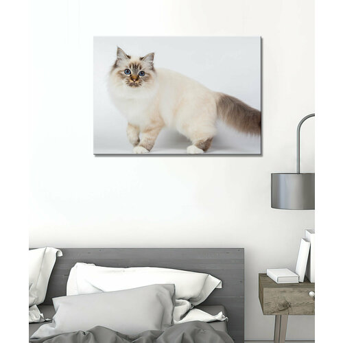 Картина - бирманская кошка, кот, белая шерсть, пушистая кошка, ласковая кошка (19) 20х30