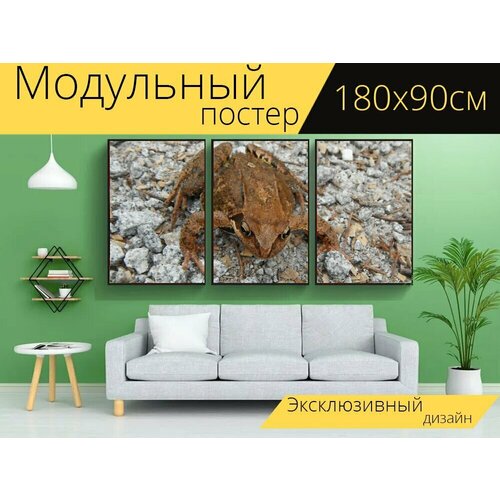 Модульный постер "Лягушка, амфибия, животное" 180 x 90 см. для интерьера