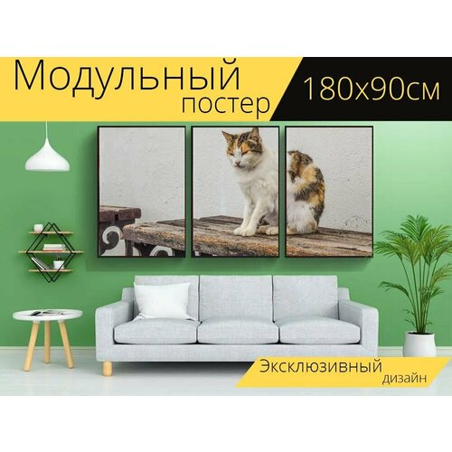 Модульный постер "Кошка, плутать, бездомный" 180 x 90 см. для интерьера