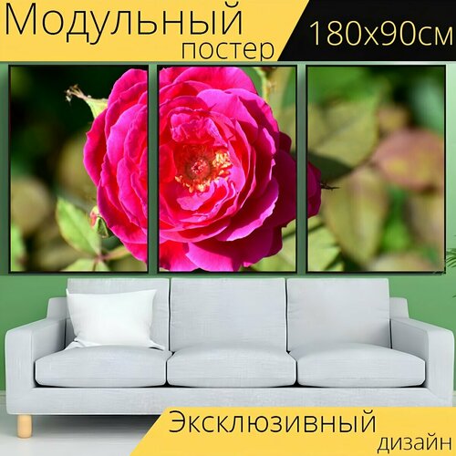 Модульный постер "Роза, цветок, блум" 180 x 90 см. для интерьера