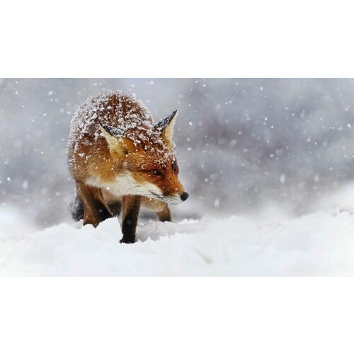 Картина на холсте 110x60 LinxOne "Животное лисица снег зима лиса" интерьерная для дома / на стену / на кухню / с подрамником