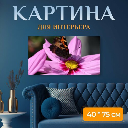 Картина на холсте "Дрексель, насекомое, бабочка" на подрамнике 75х40 см. для интерьера
