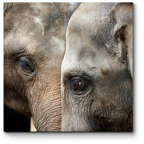 Модульная картина Любовь слонов 70x70